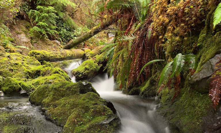 in a forest on an island in the salish sea